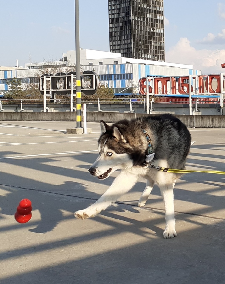 Mantrailing Basel – Mantrailing – Hard Surface Tracking – Scent Detection